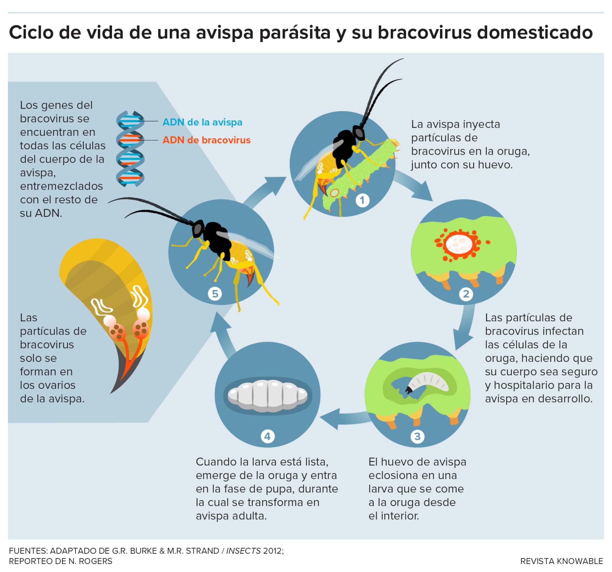 Las avispas que domesticaron los virus | Ciencia | EL PAÍS