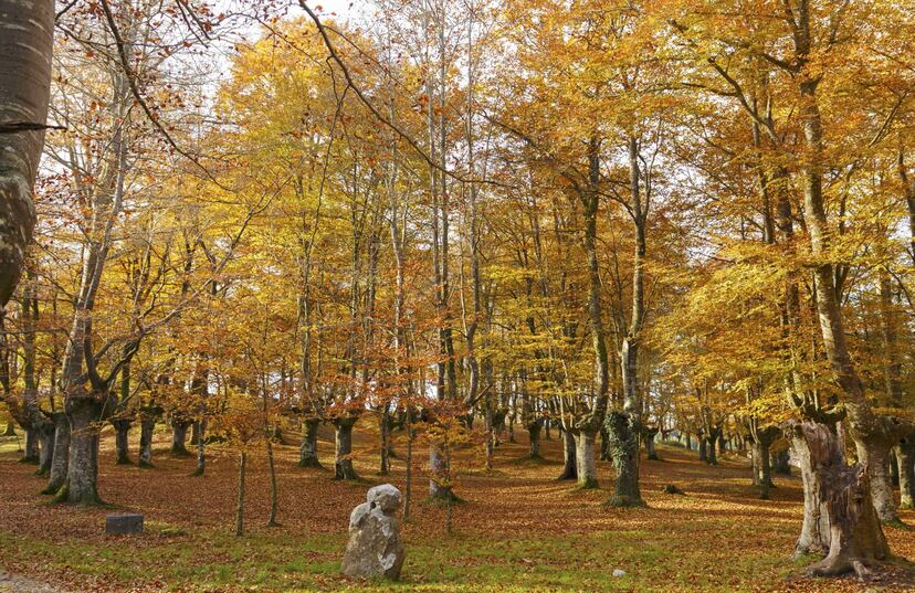 Forest bathing: Reconnecting with nature: five trails for forest ...
