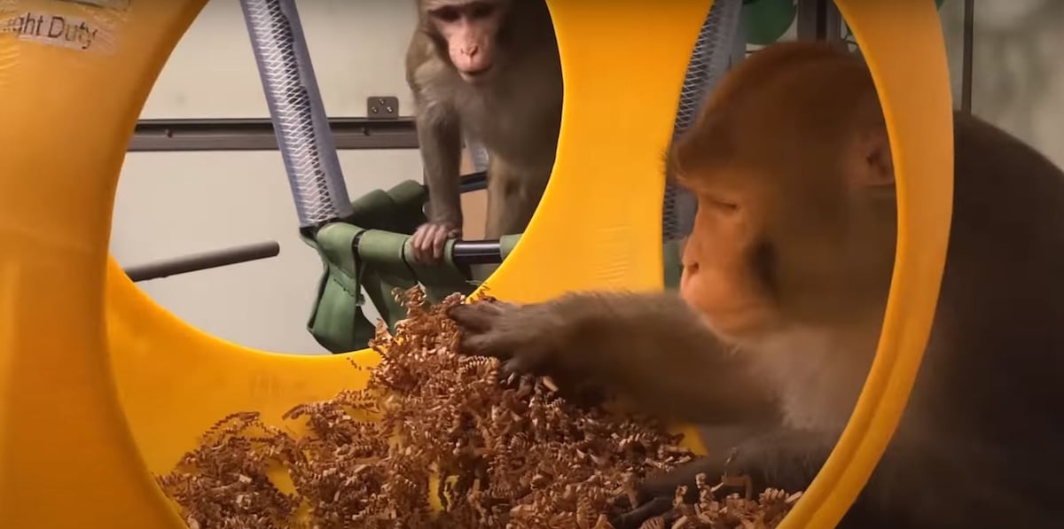 Medical ethics organization lodges complaint over monkey deaths in Elon ...