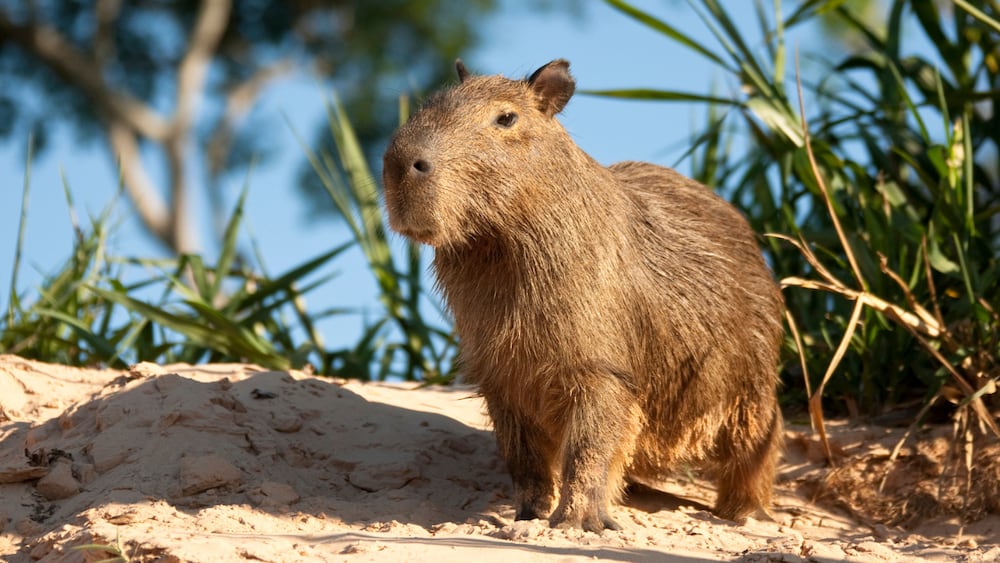 Fiebre por las capibaras: por qué están de moda y 10 regalos para sus ...