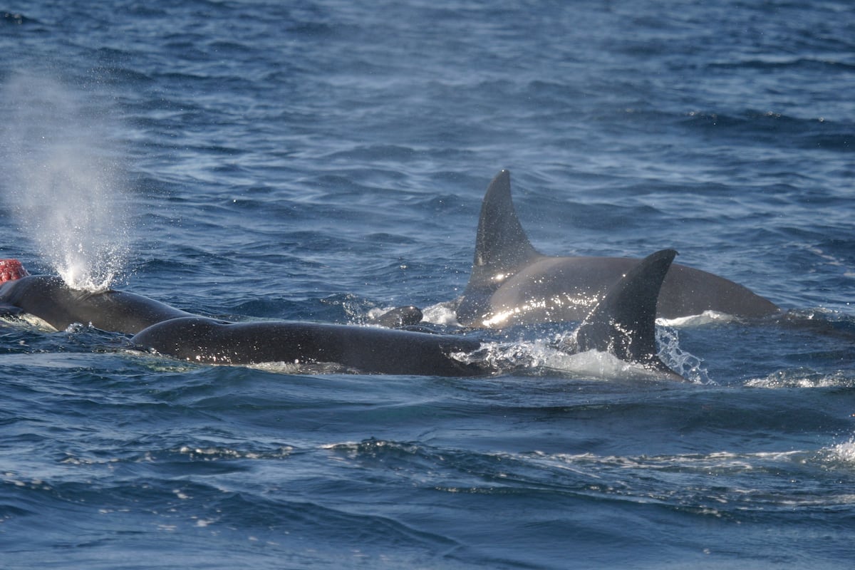 The biography of Gladys, the killer whale who breaks sailboats and ...
