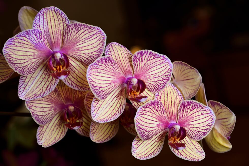 Tips to take care of your indoor orchids | Culture | EL PAÍS English