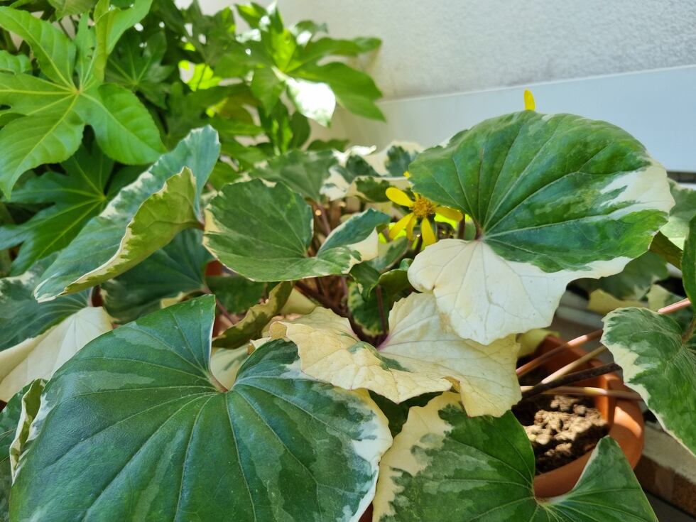 Boina De Vasco La Planta Cuyas Grandes Hojas Guardan El Brillo Del Cielo En Su Gran Superficie