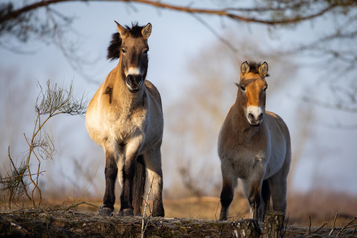 Marta Soldado fabula sobre un cavall de la raça Przewalski, únics ...