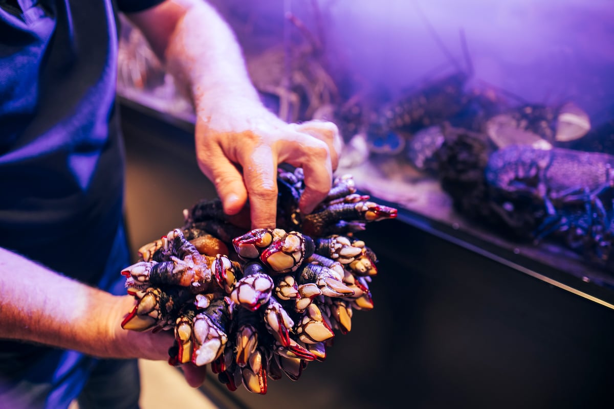 En busca del percebe perfecto: “El pulgar del carpintero” | Gastronomía ...