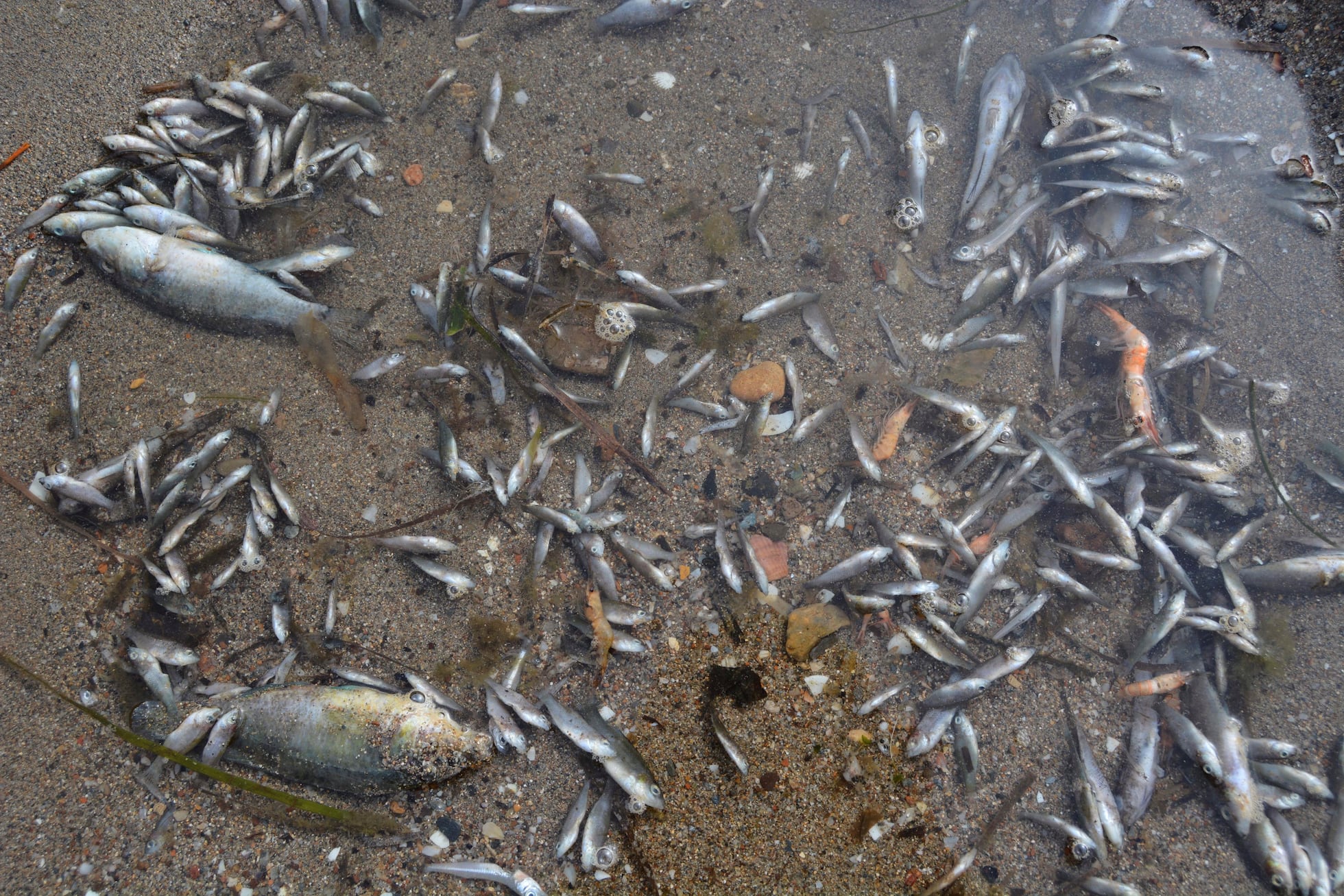 Environmental degradation: Some 250 kilos of dead fish wash up in ...