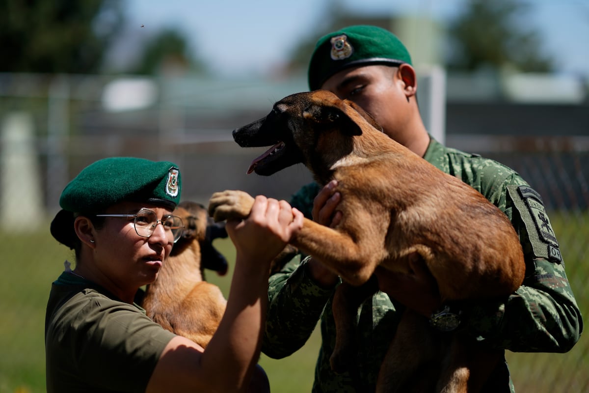 El centro de entrenamiento canino que produce 300 cachorros al año para ...