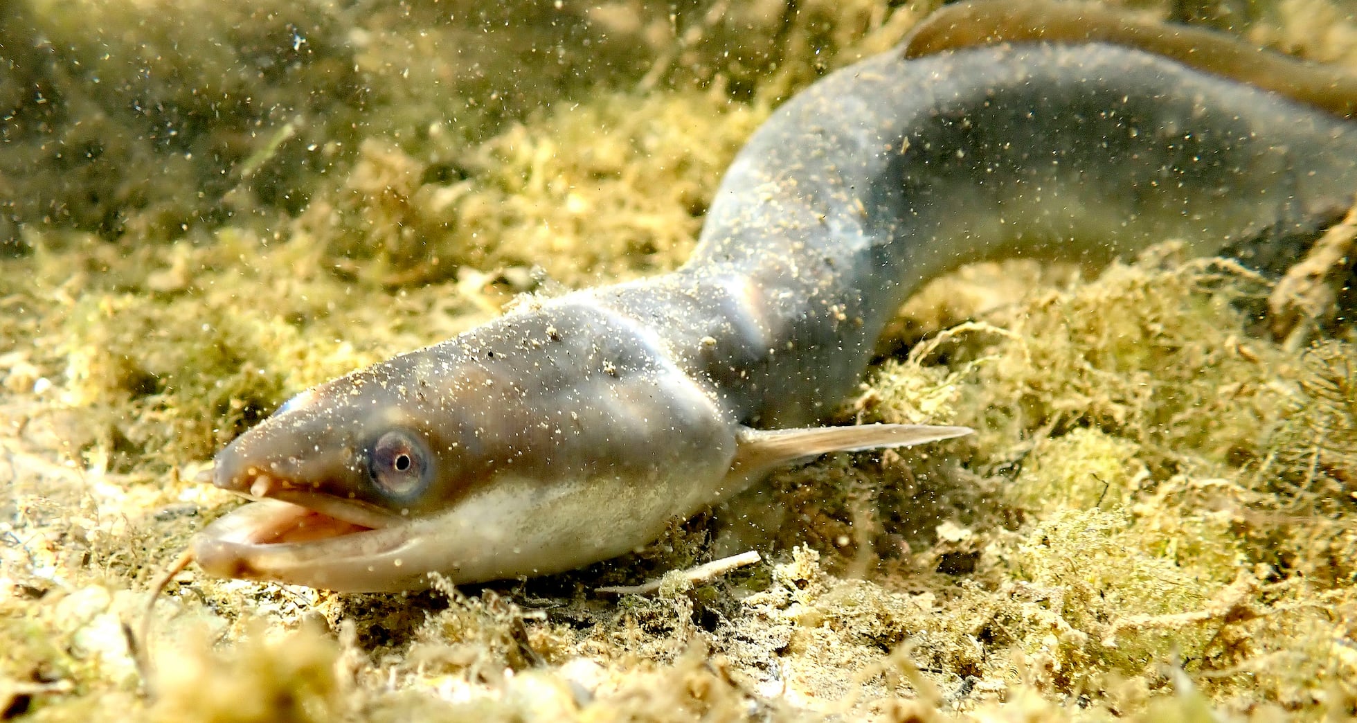 La angula, un viaje de dos años y 6.000 kilómetros para acabar en una ...