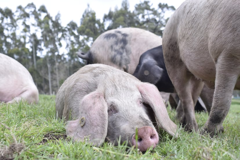 La nueva vida del cerdo celta, la desconocida raza gallega cuyo precio ...