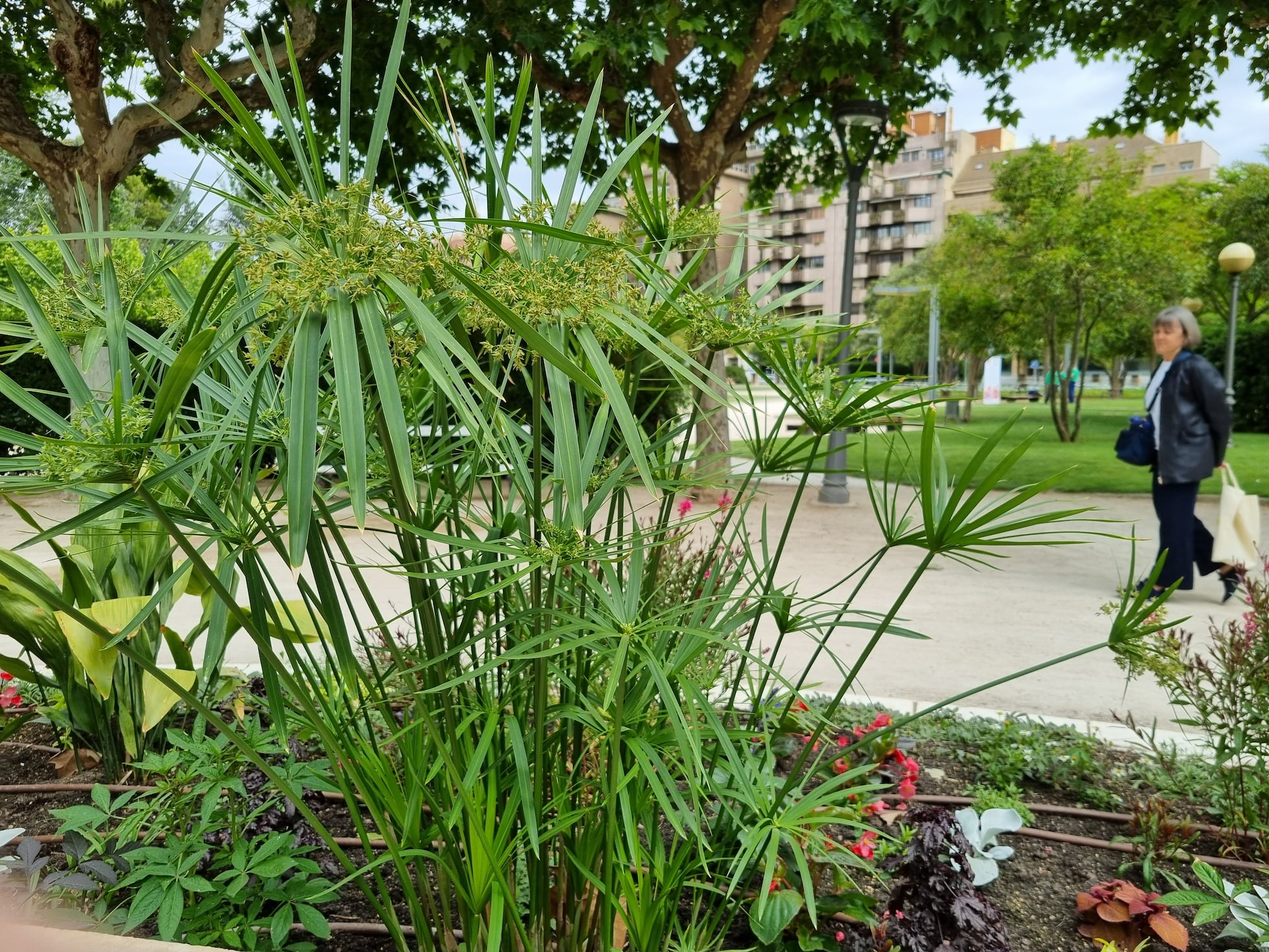El paragüitas, pariente del papiro y planta perfecta para quienes ...