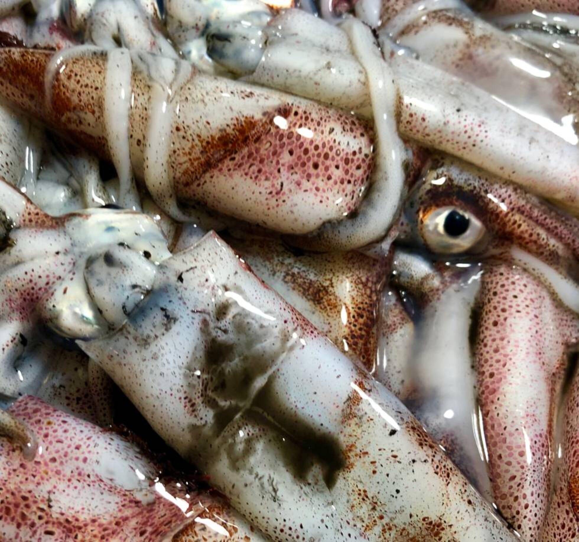 Los chipirones son cosa del verano | Gastronotas de Capel | EL PAÍS