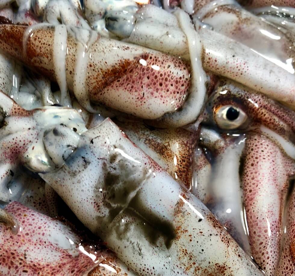 Los chipirones son cosa del verano | Gastronotas de Capel | EL PAÍS