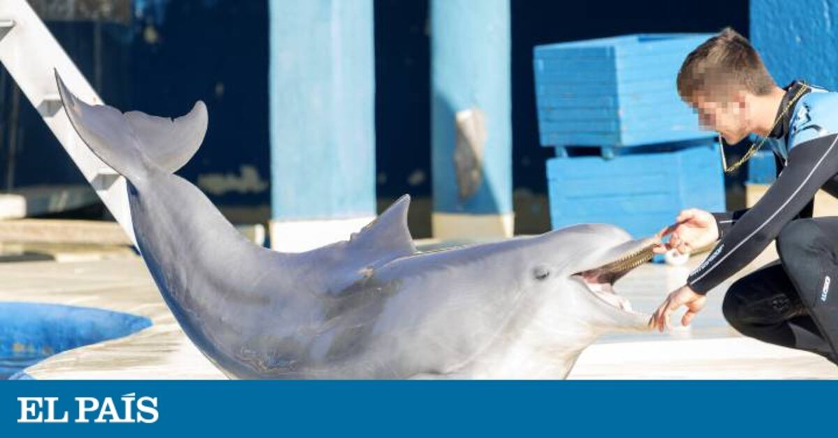 Animal cruelty in Spain: Complaint claims abusive conditions for ...