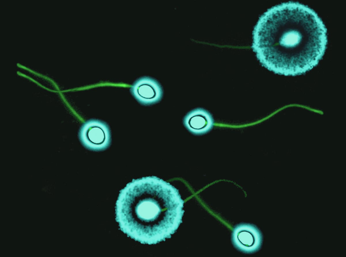 Halotech DNA: biotecnología a la carta para una fertilidad sin fisuras ...