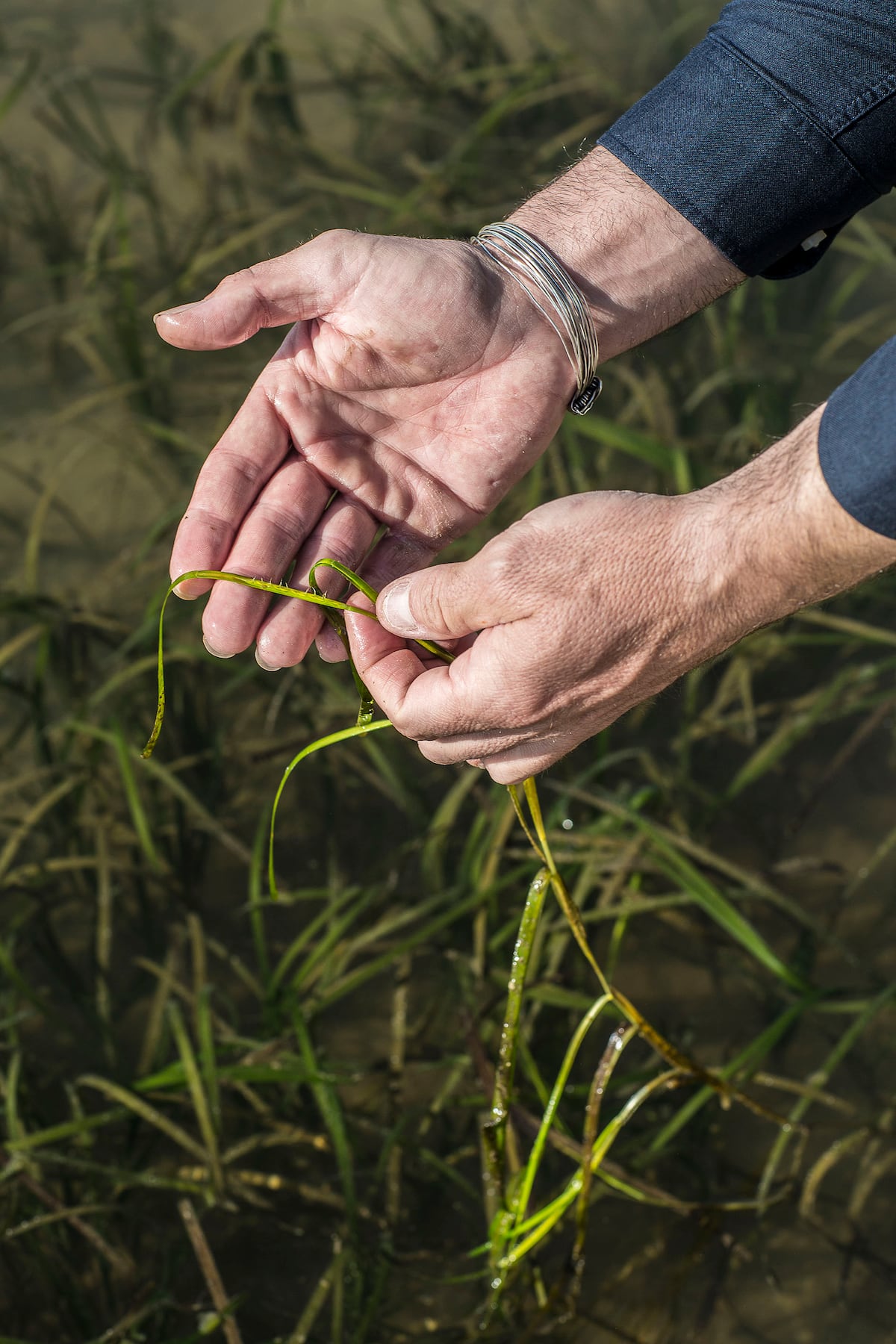 ‘Zostera marina,’ a Michelin-starred sea grain that could point to the ...