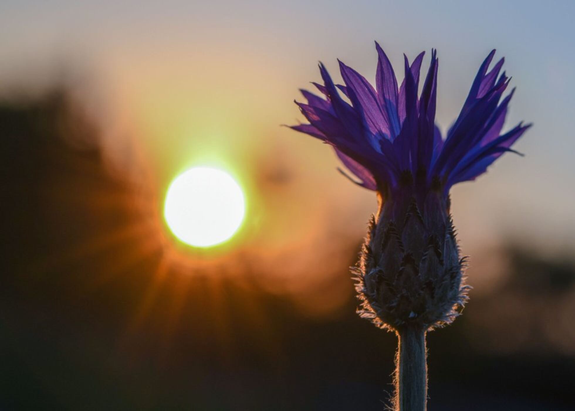 Solsticio de verano: Adiós primavera | Fotos | Ciencia | EL PAÍS