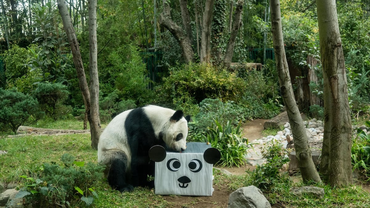 Video | Xin Xin cumple 36 años: la panda mexicana que superó todos los ...