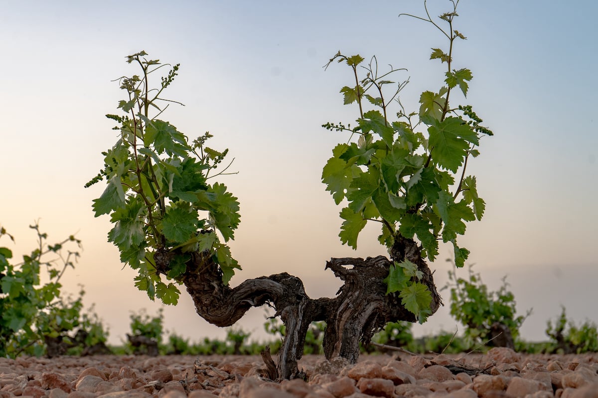 La uva más denostada de Castilla-La Mancha resurge de sus cenizas | EL ...