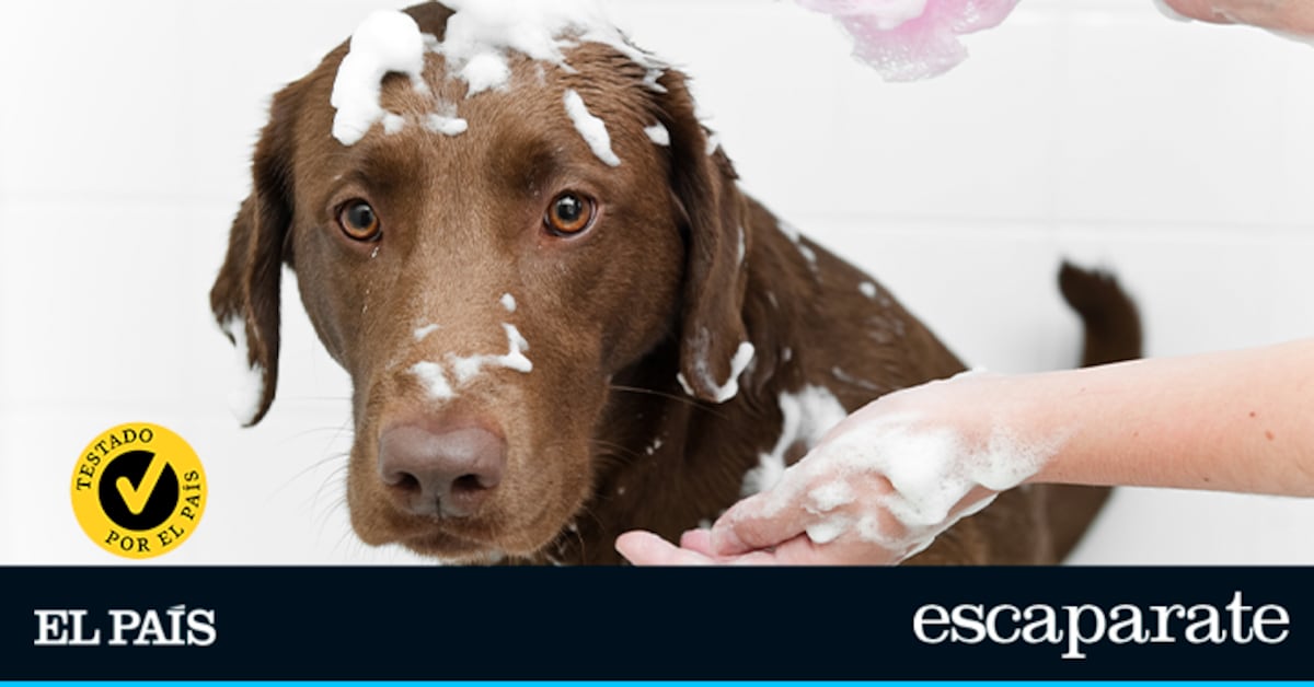 ¿Tu perro odia bañarse? Probamos los mejores champús en seco ...