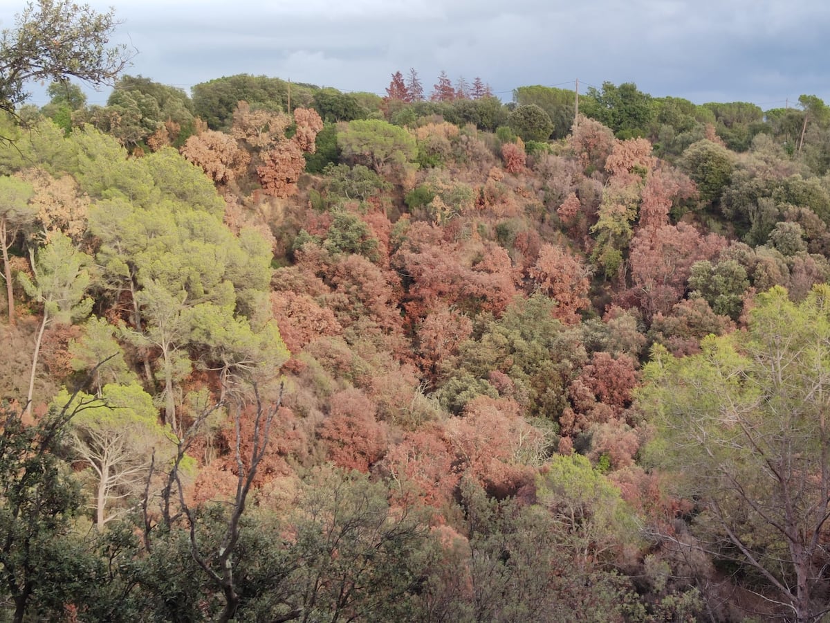 La sequía daña 66.500 hectáreas de bosque, seis veces la ciudad de ...