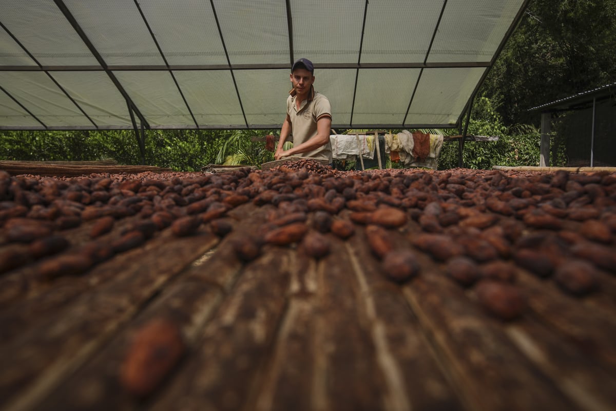 Cocoa price surge in global market lures Colombian farmers away from ...