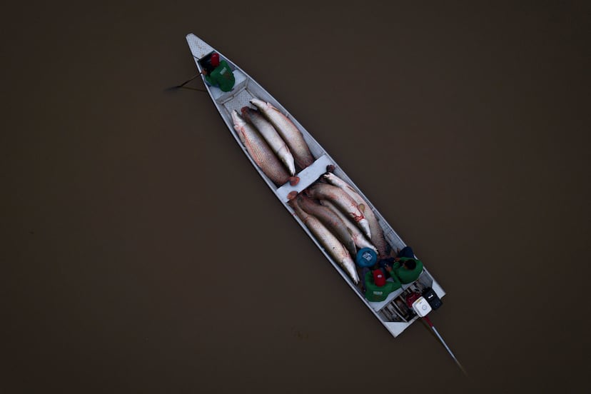 Saving the pirarucú, South America’s largest freshwater fish | Society ...