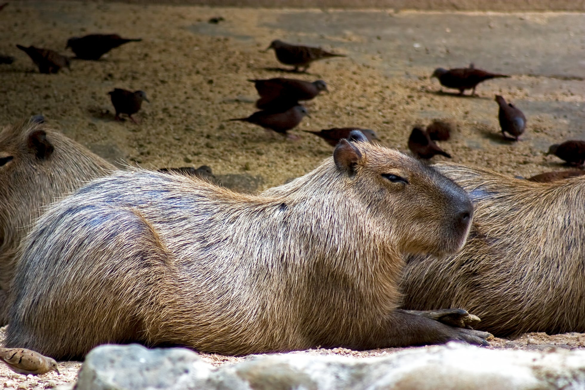 Capybara: Colombia plans to allow commercial hunting of the ...