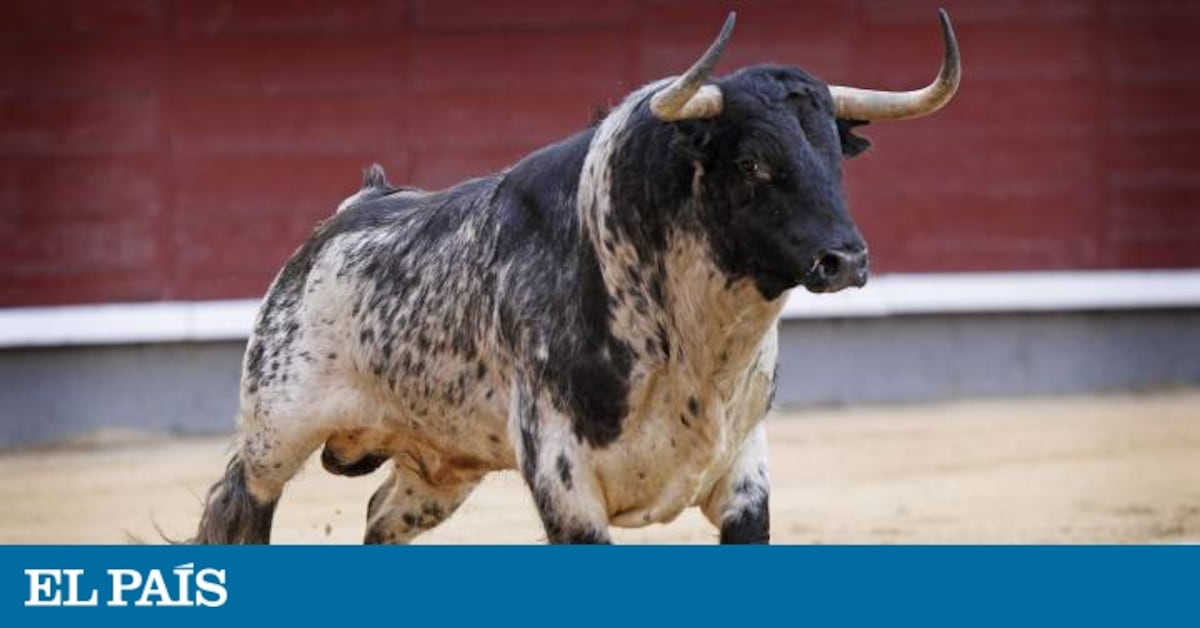 Análisis veterinario: El toro de lidia moderno es un atleta abrumado ...