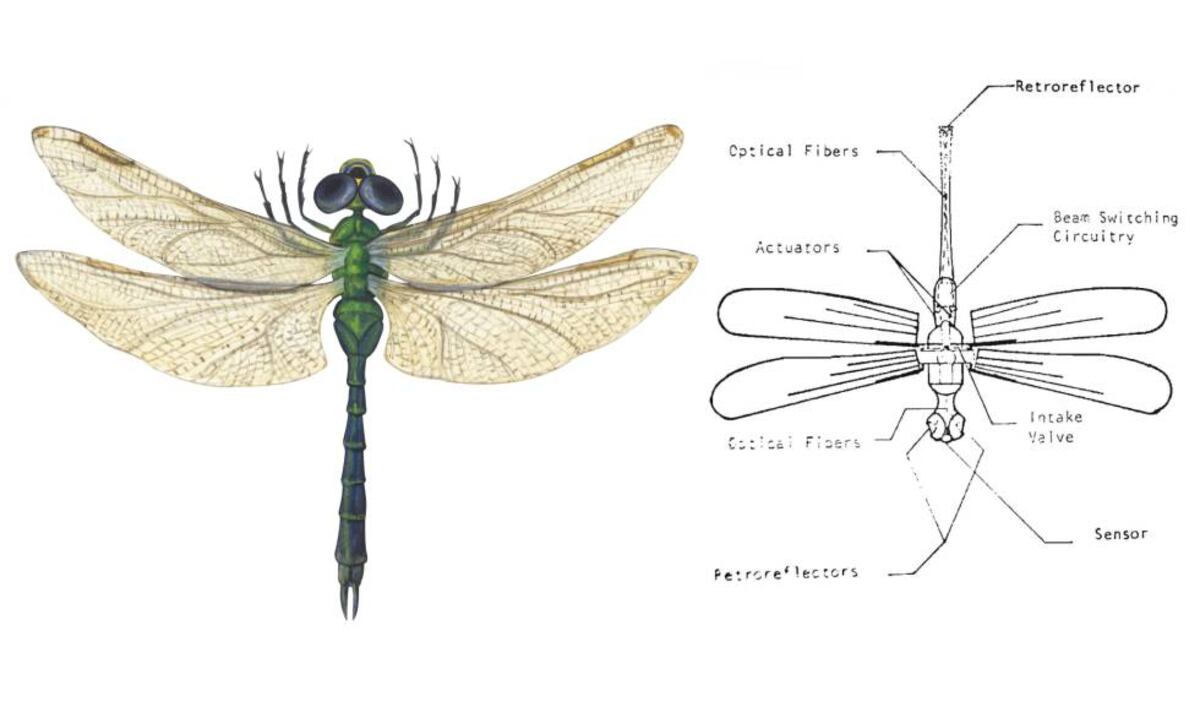 Del robot insecto a la medusa cíborg: animales al servicio del ...