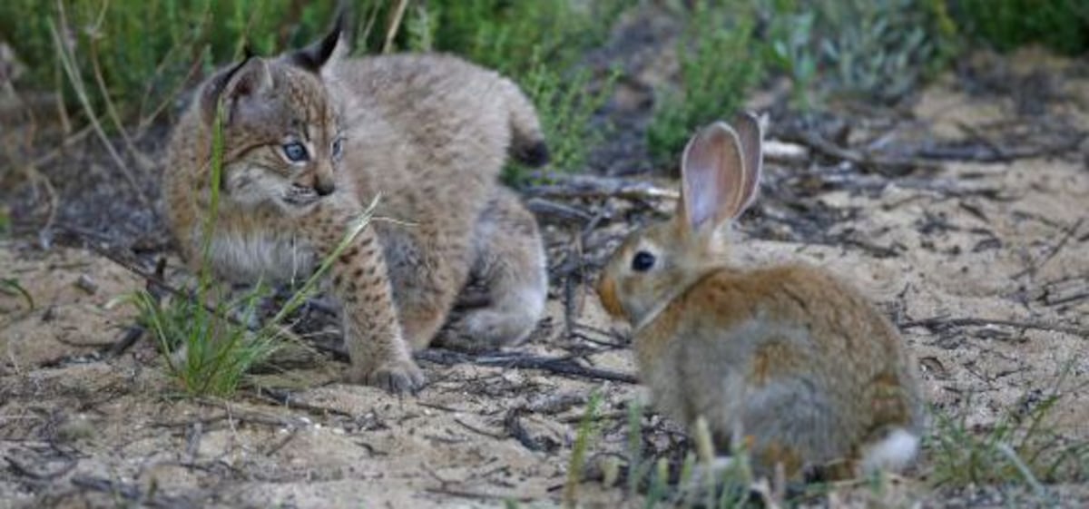 Iberian lynx faces new threat as disease decimates rabbit population ...