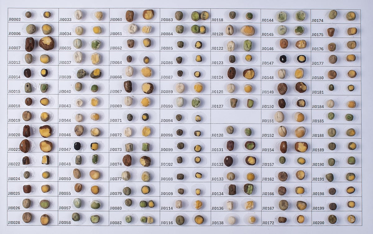 Los secretos del legado de Mendel quedan al descubierto 160 años después, en un estudio masivo ...
