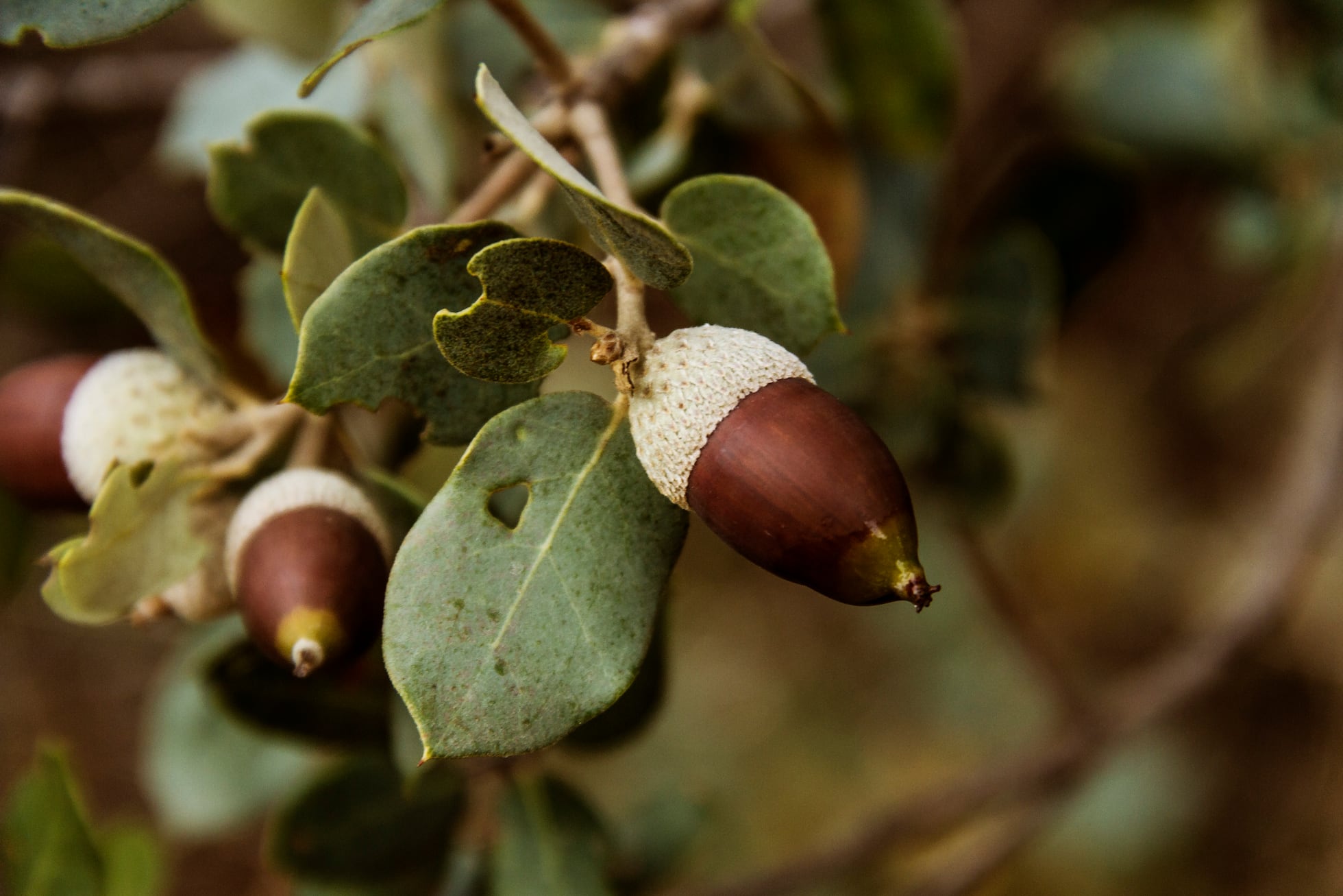 La belleza de la encina, el árbol que cautivó a Machado y sobrevivió a ...