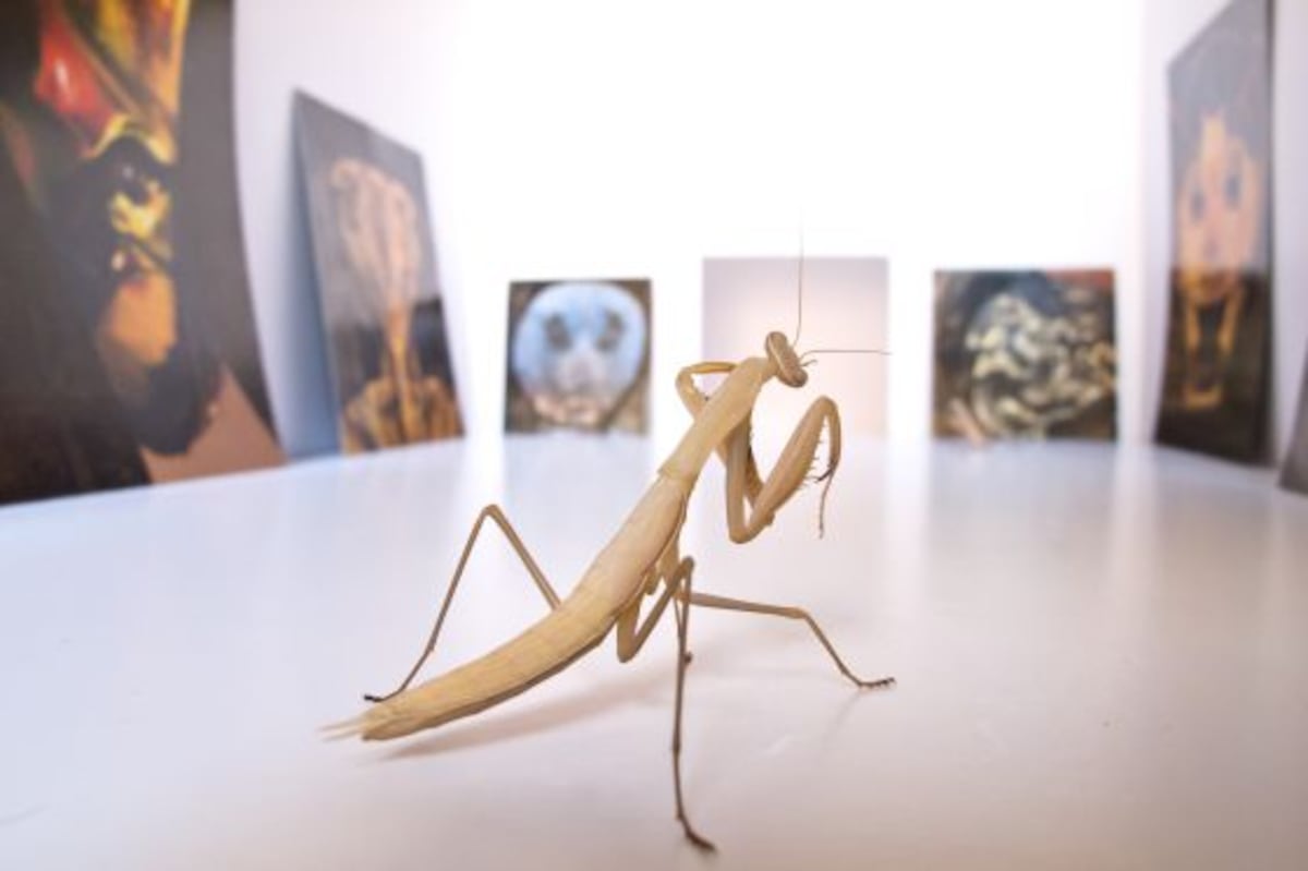 L’artista Jordi Abelló exposa la seva obsessió per les mantis | Art i ...