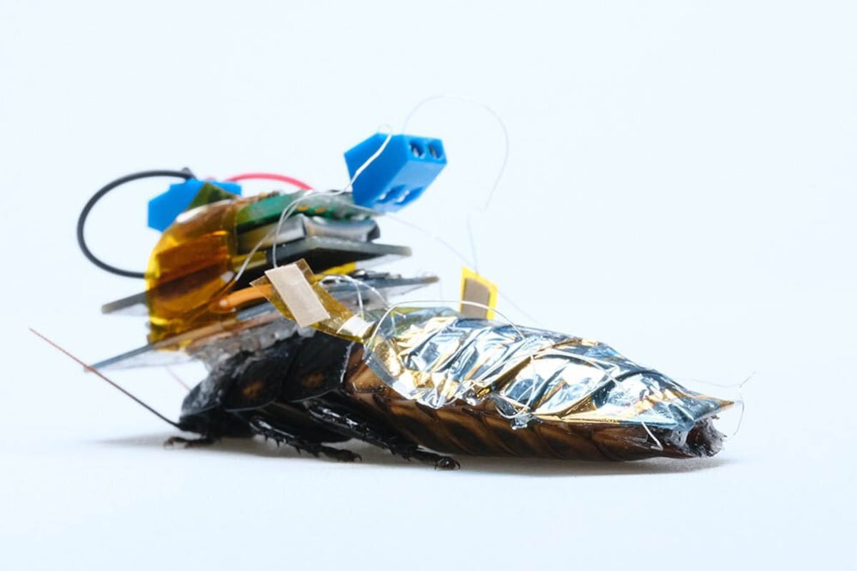Cyborg roaches may be able to save lives after earthquakes | Science ...