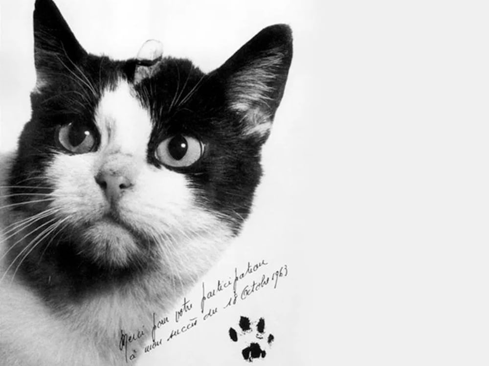 Felicette: How France launched the first cat into space 60 years ago ...