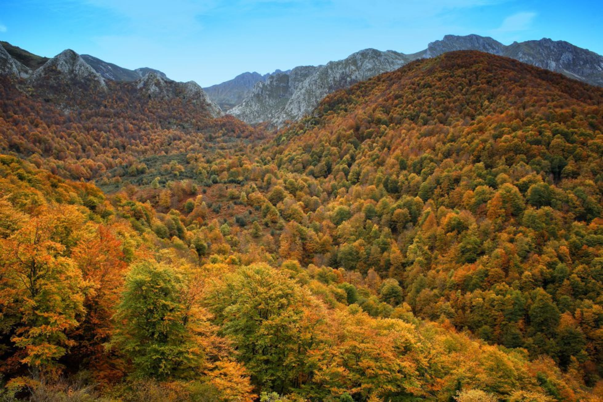 Travel in Spain In photos: 10 fabulous forests to visit in Spain: In ...