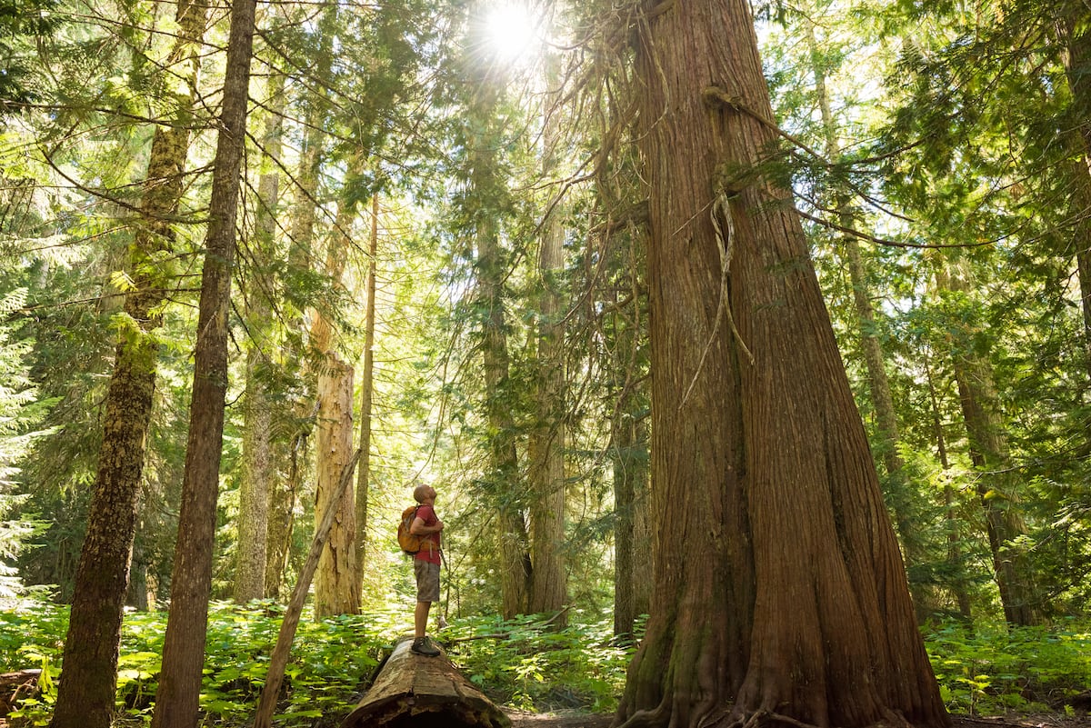 Ecosofía: la filosofía de tratar el entorno natural como algo divino ...