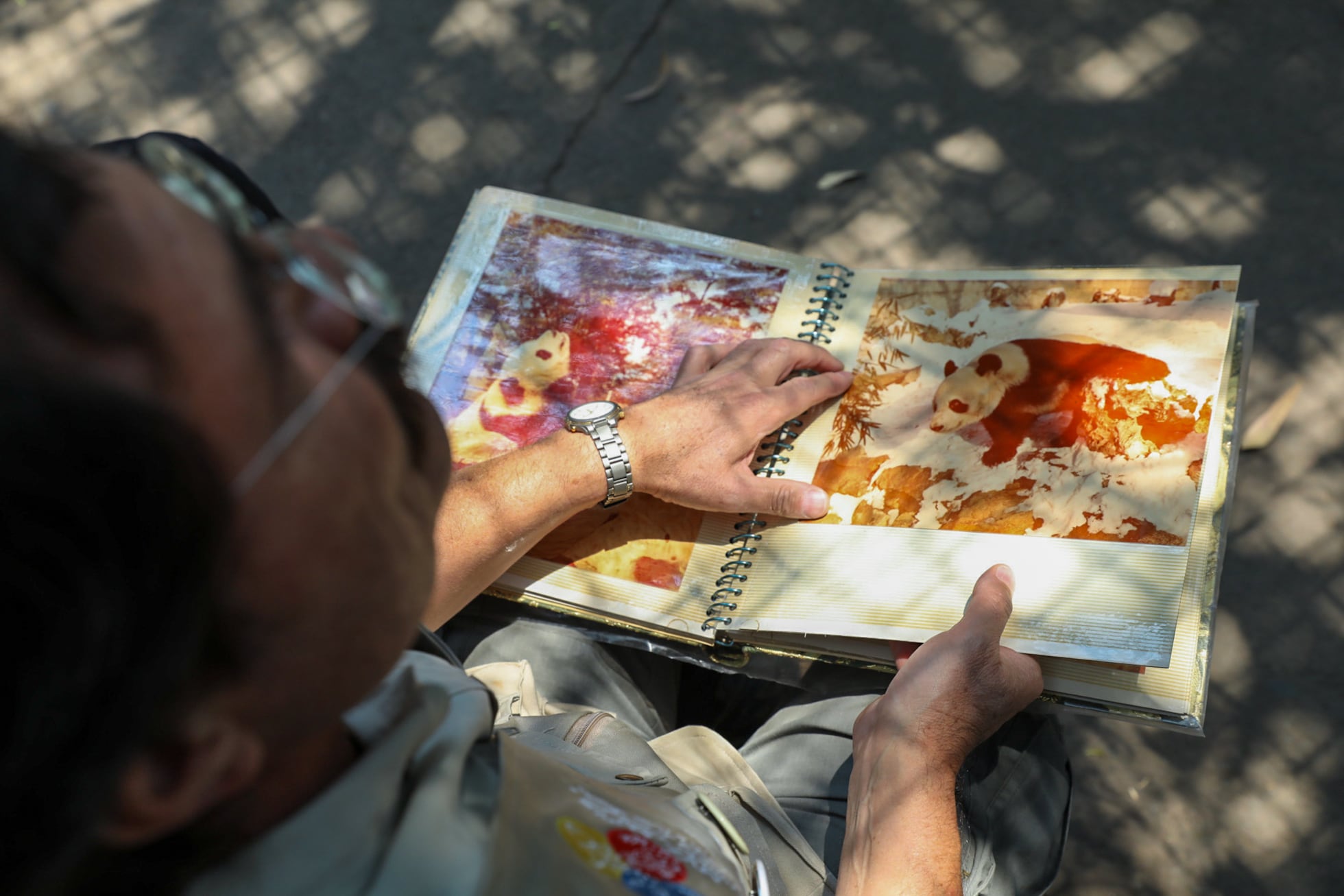 La osa Xin Xin, el último panda mexicano cumple 35 años | EL PAÍS México