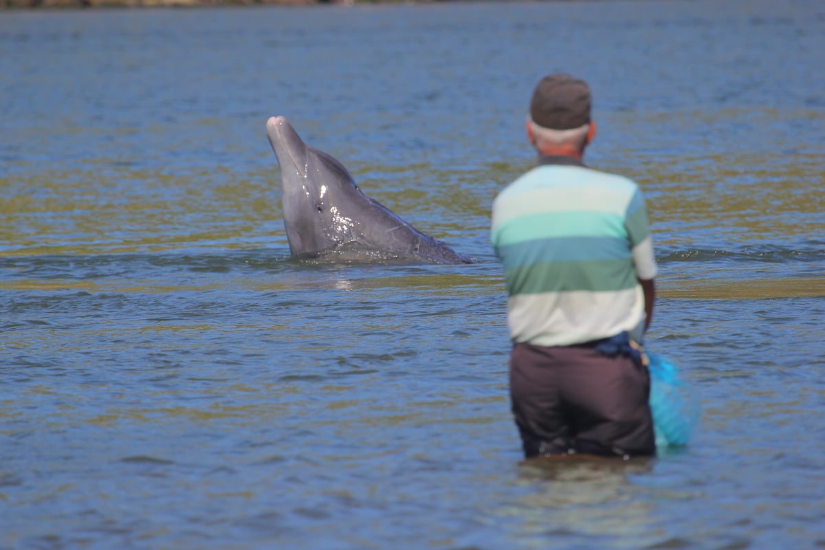 Una “cultura compartida”: los delfines que cooperan con pescadores ...