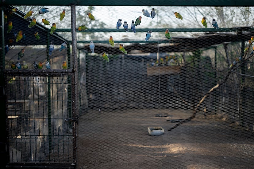 Pablo Escobar’s hippos find a new home in the land of ‘El Chapo ...