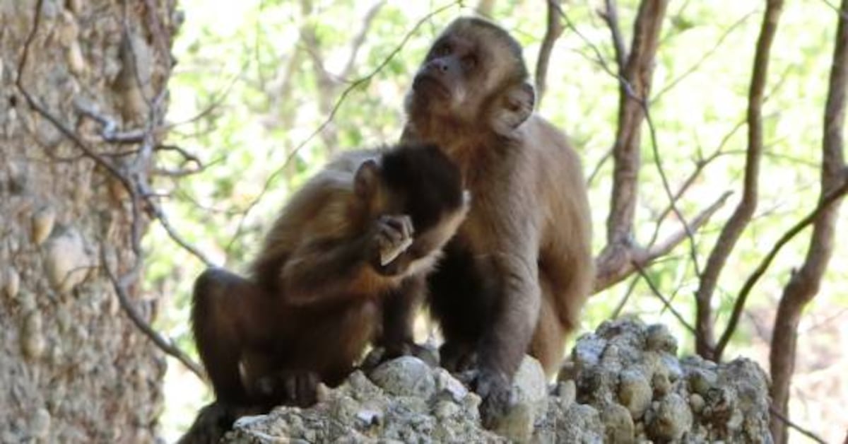 As ferramentas destes macacos brasileiros se parecem muito com as de ...