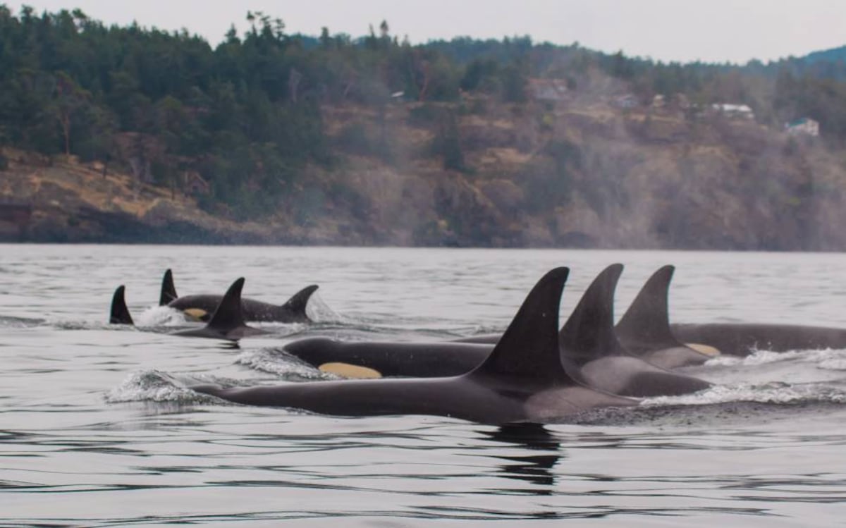 Orcas vivem mais quando têm avó | Ciência | EL PAÍS Brasil