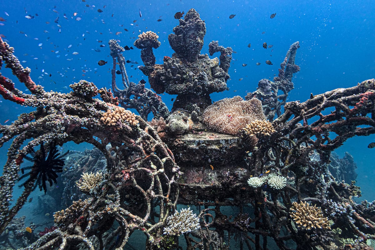 A dramatic journey through the deterioration of coral reefs in Thailand ...