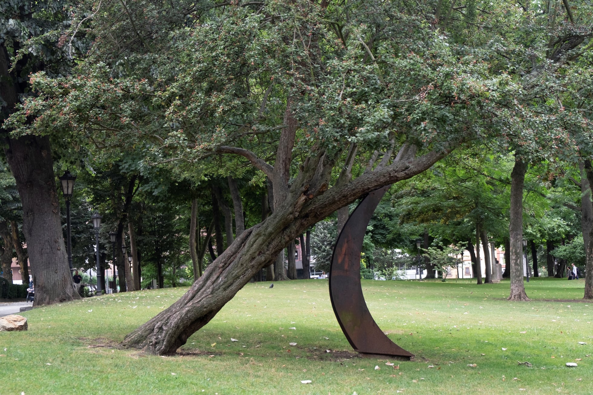 Cómo salvar al árbol torcido (y por qué es importante) | Estilo de vida ...