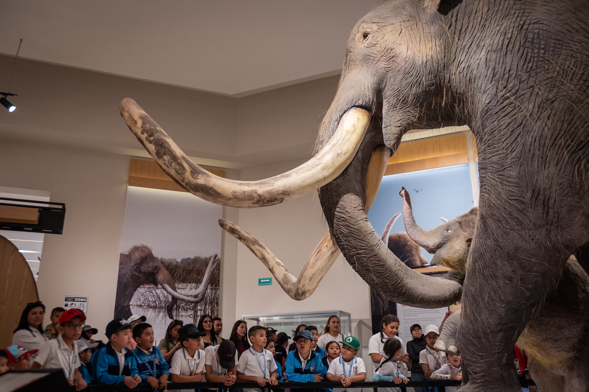 Un ritual prehistórico, 1.500 huesos y una trampa para mamuts: el Museo ...
