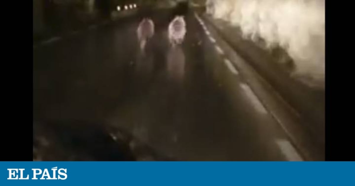 Animal rights in Spain: Video of car chasing two bears along mountain ...