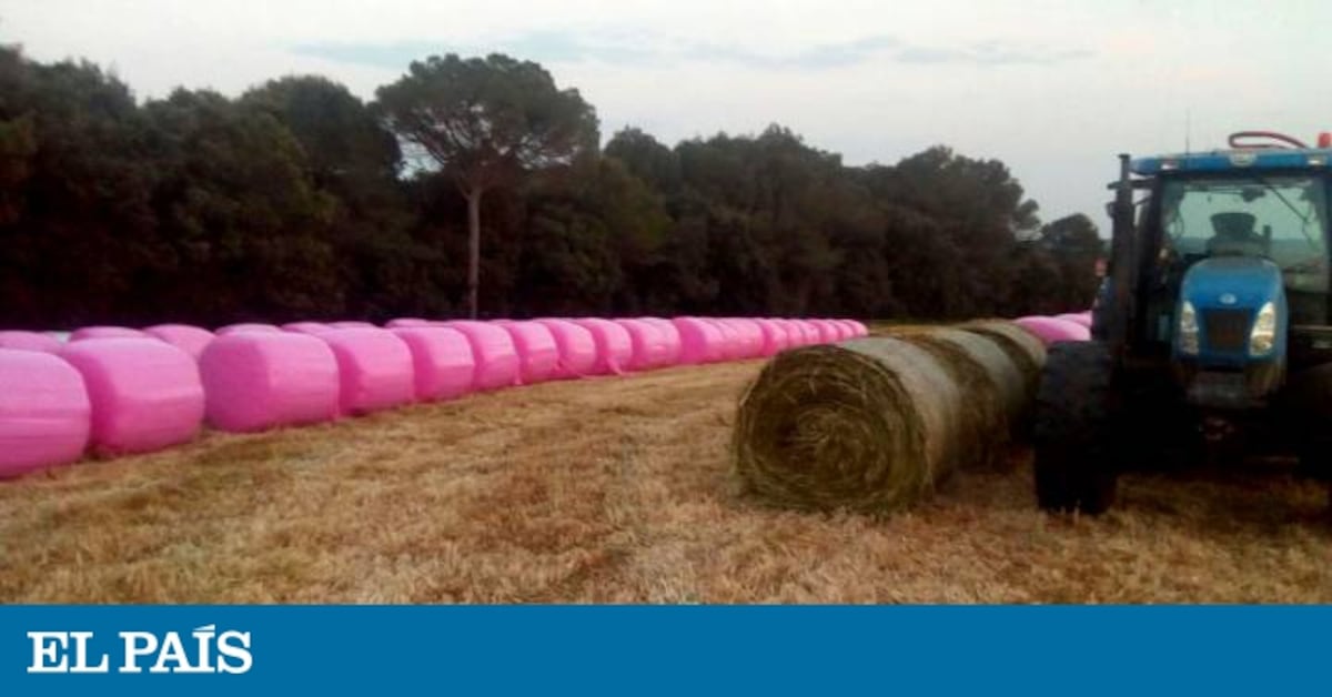 Bales de palla roses: Els camps gironins es tenyeixen de color rosa ...