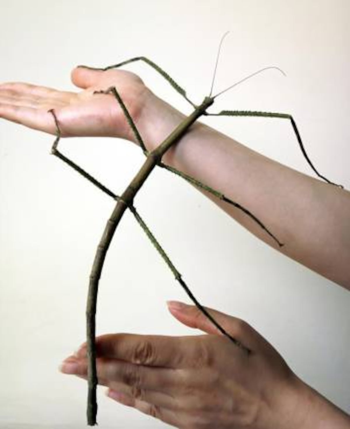 Descubren el insecto más largo del mundo en China | Ciencia | EL PAÍS
