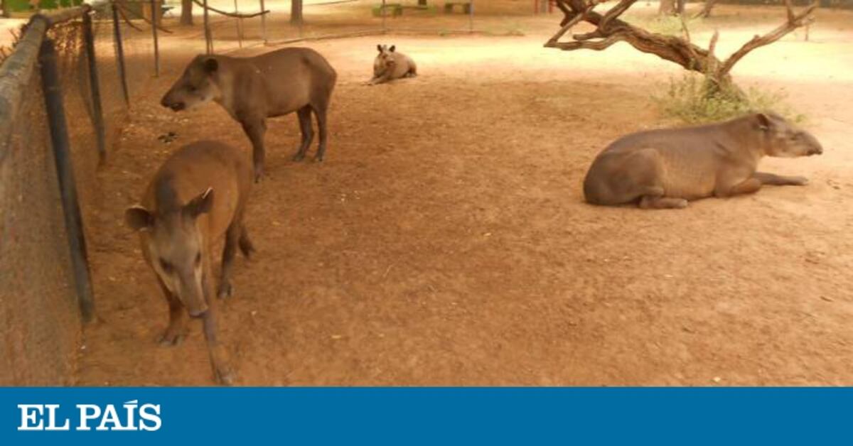 Polícia venezuelana investiga o roubo de animais de um zoo para serem ...