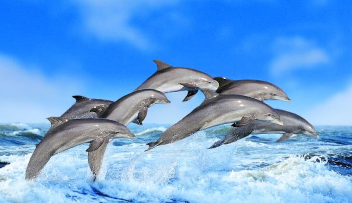 Los delfines tienen la memoria más duradera registrada en especies ...